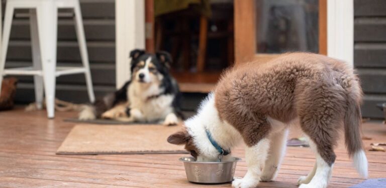 Tabla Alimentación: Cuanto debe comer un Border Collie adulto